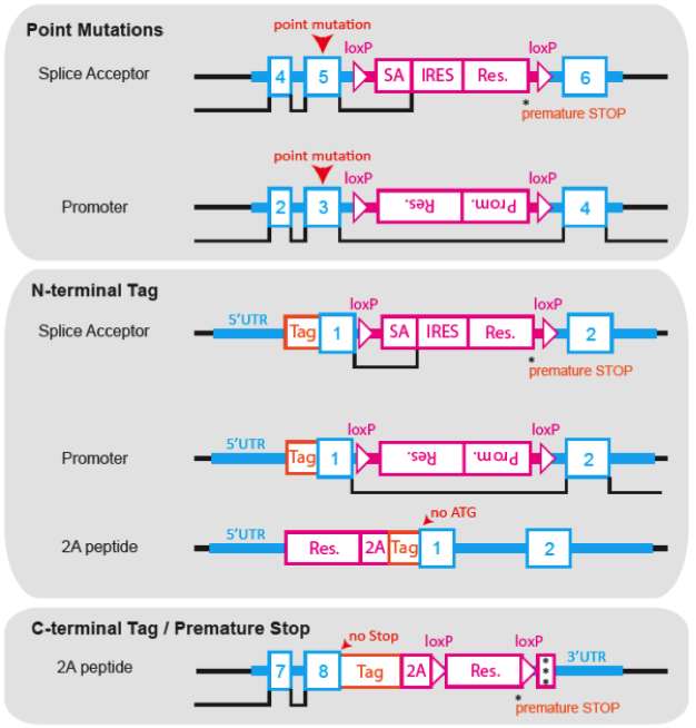 Institute of Biochemistry II │ Goethe University Medical Faculty ...